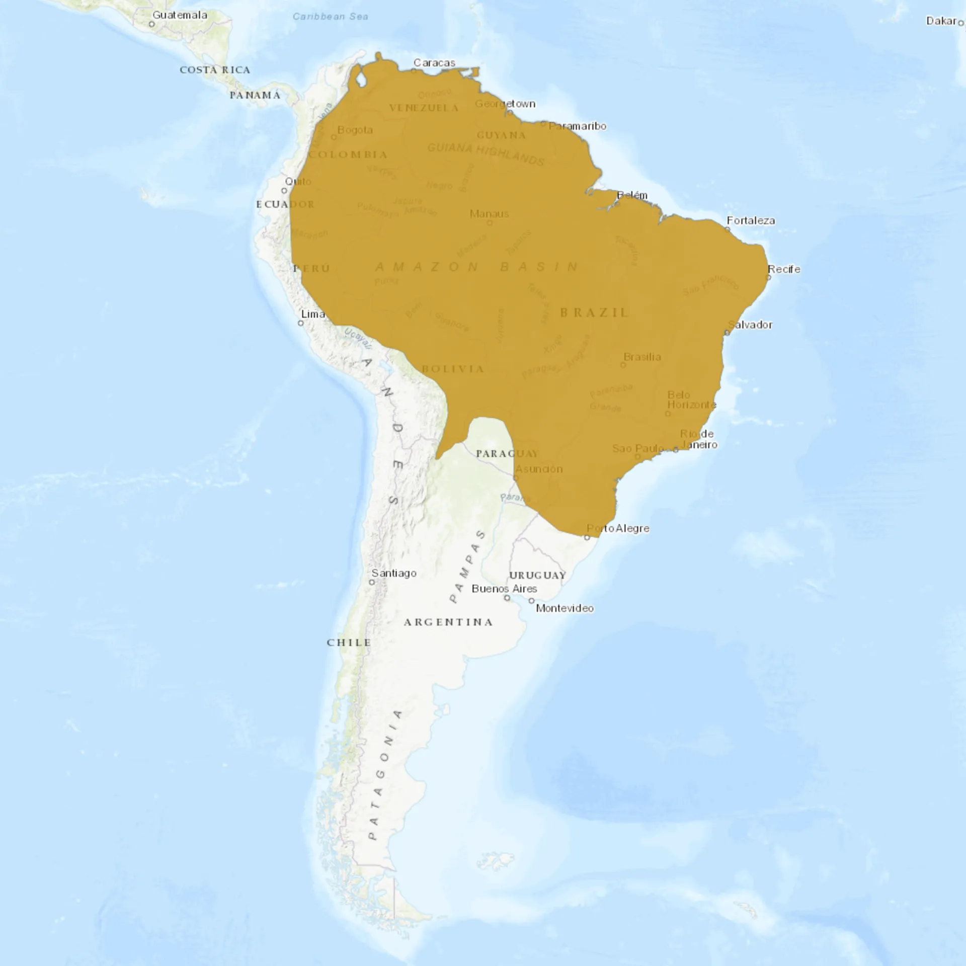 Definitive Guide To Brazilian Porcupine Facts, Habitat, Conservation ...