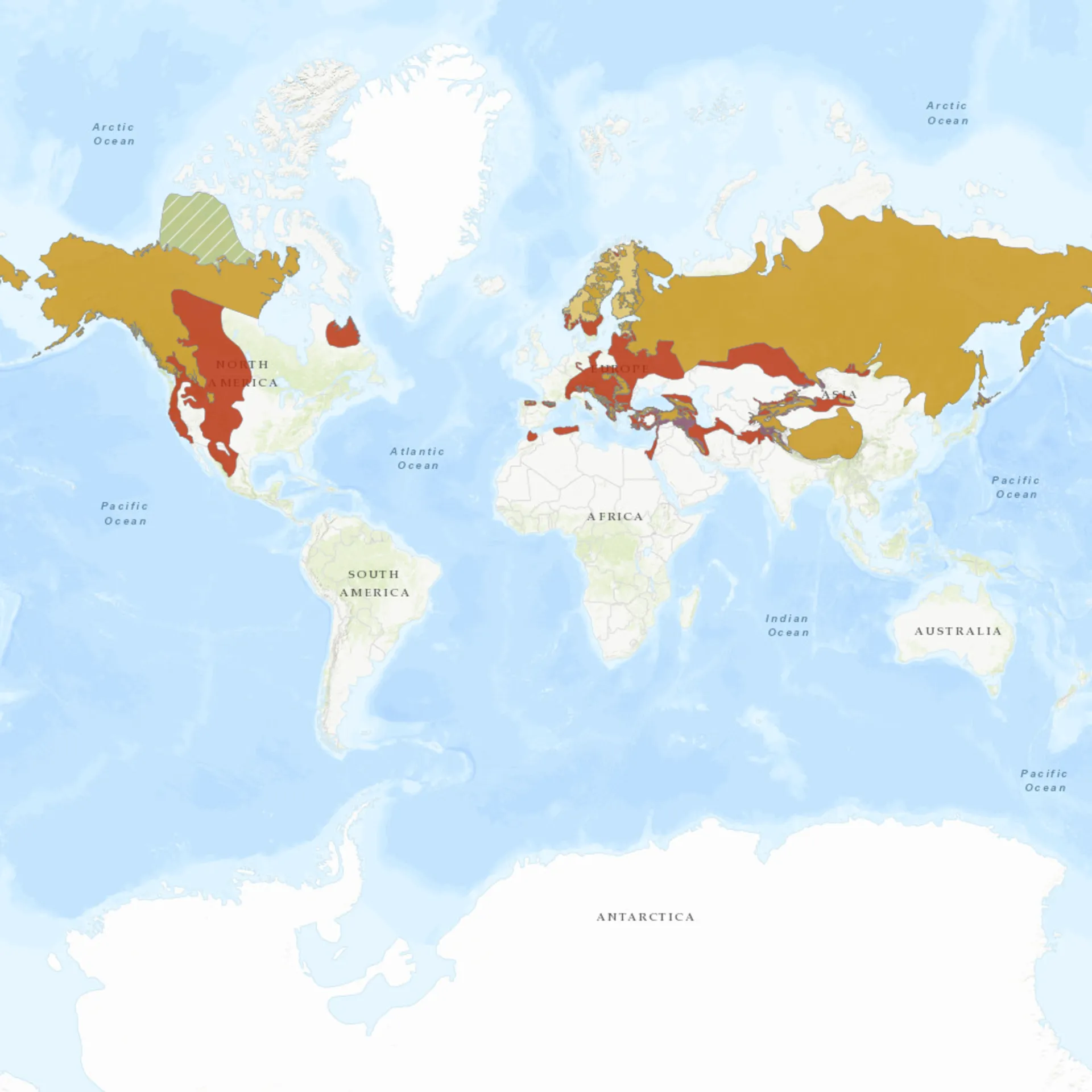 Definitive Guide To Brown Bear Facts, Habitat, Conservation Status, Zoo ...