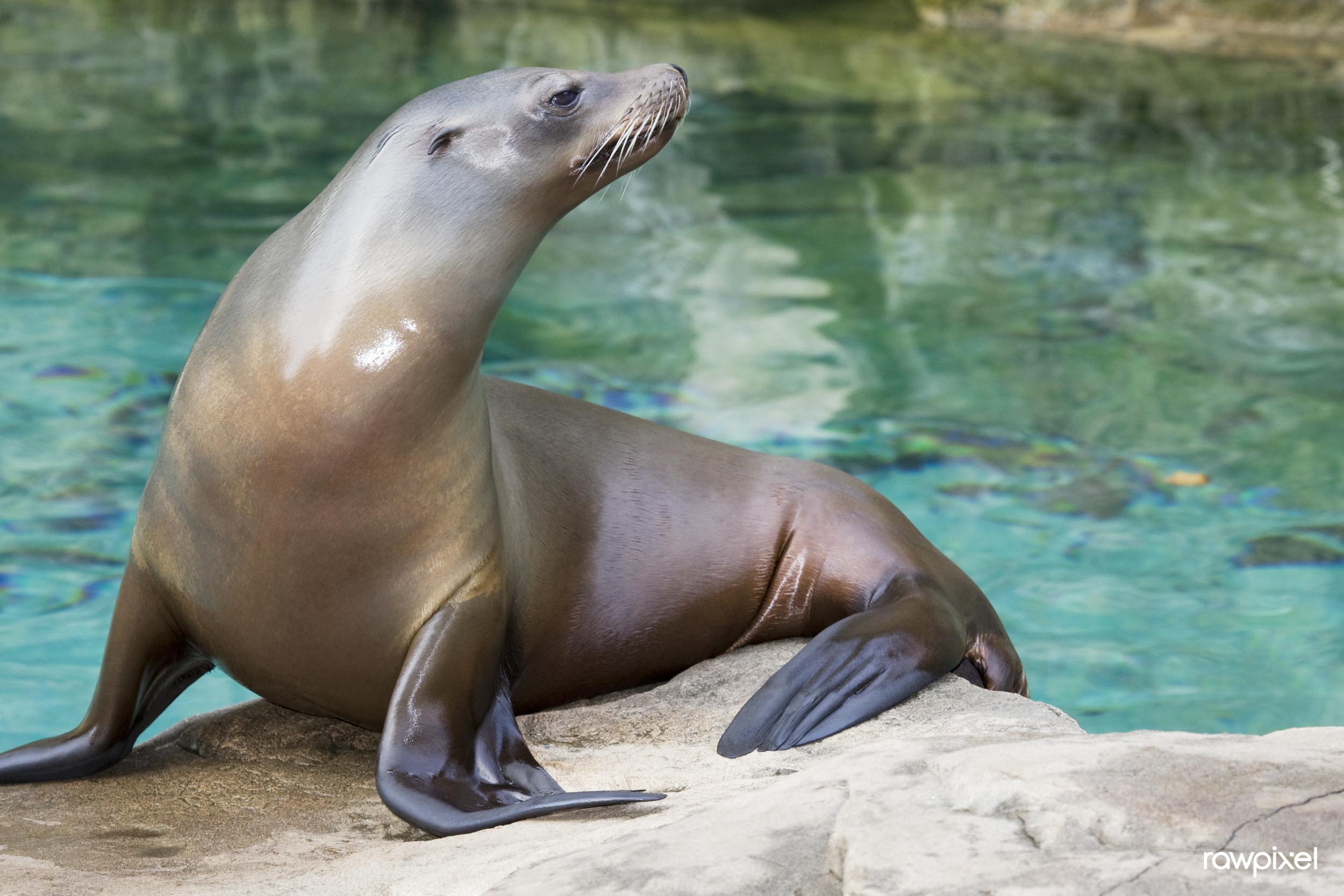 Definitive Guide To California Sea Lion Facts, Habitat, Conservation ...