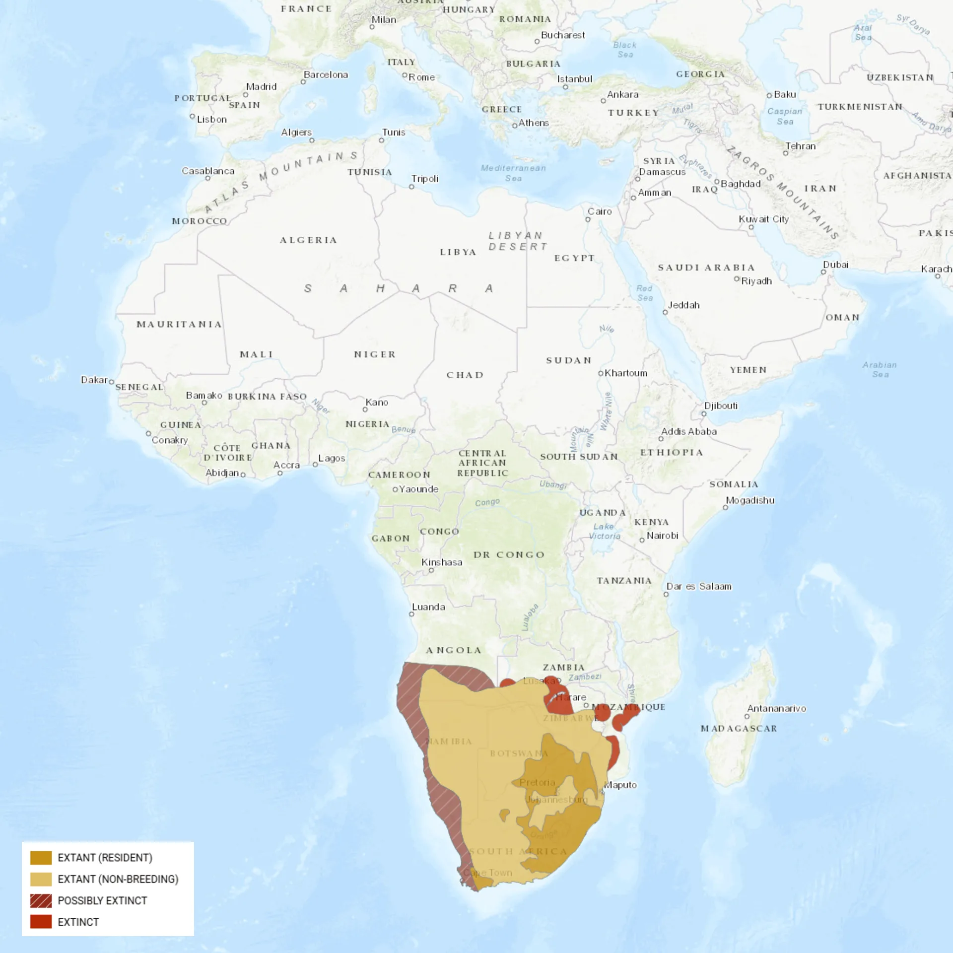 Definitive Guide To Cape Vulture Facts, Habitat, Conservation Status ...