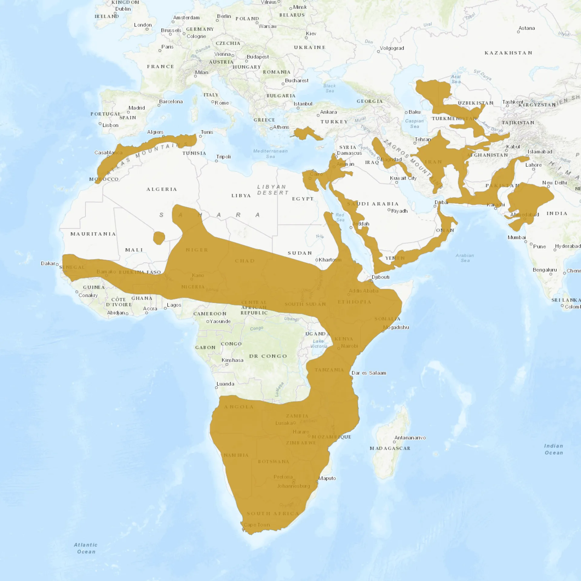 Definitive Guide To Caracal Facts, Habitat, Conservation Status, Zoo ...