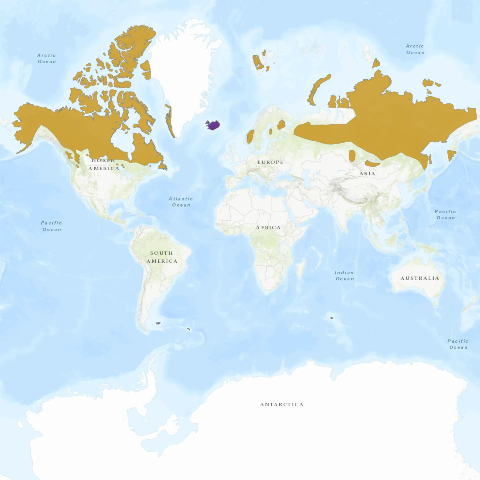 Definitive Guide To Caribou Facts, Habitat, Conservation Status, Zoo ...