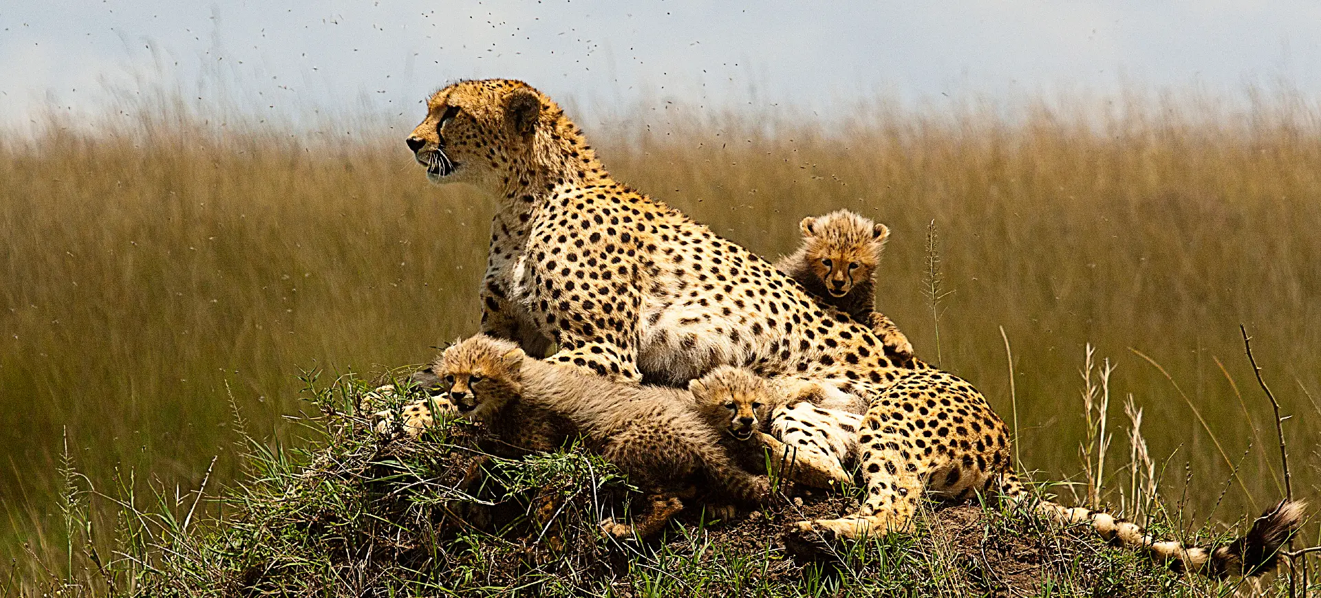 Definitive Guide To Amur Leopard Facts, Habitat, Conservation Status, Zoo Populations, Pictures ...