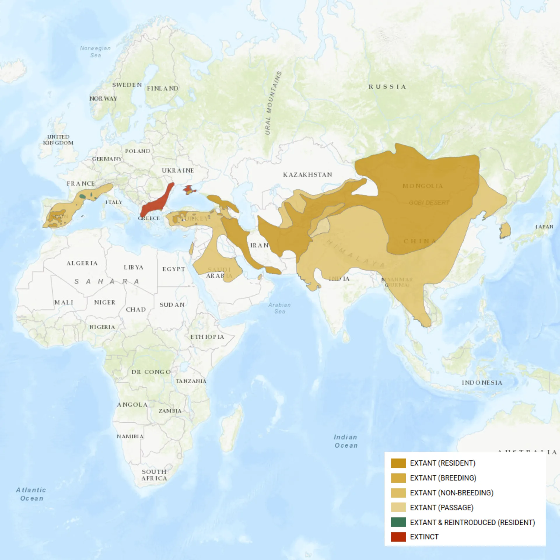 Definitive Guide To Cinereous Vulture Facts, Habitat, Conservation ...