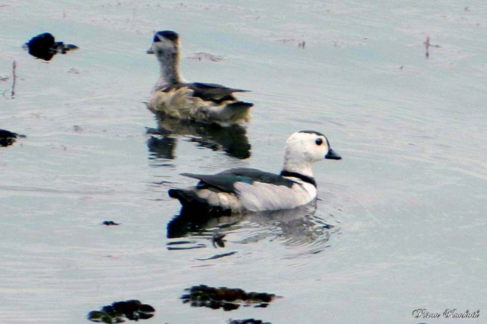 Definitive Guide To Cotton Pygmy-goose Facts, Habitat, Conservation ...