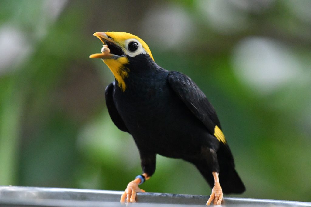 Definitive Guide To Golden-crested Myna Facts, Habitat, Conservation ...
