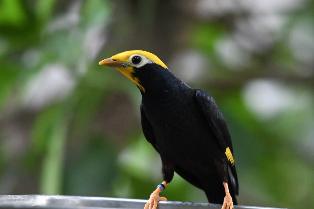 Definitive Guide To Golden-crested Myna Facts, Habitat, Conservation ...
