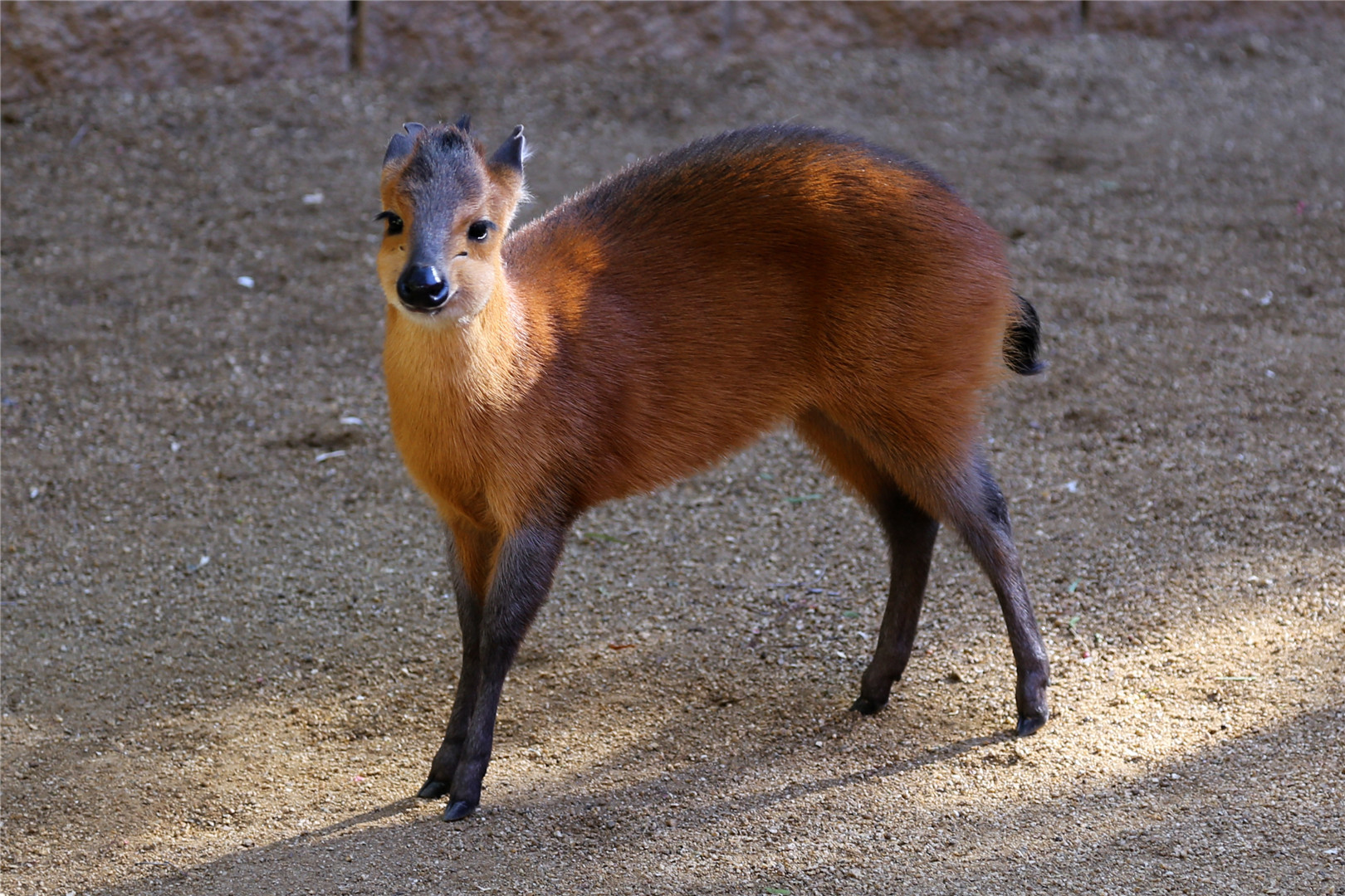 Definitive Guide To Red-flanked Duiker Facts, Habitat, Conservation ...