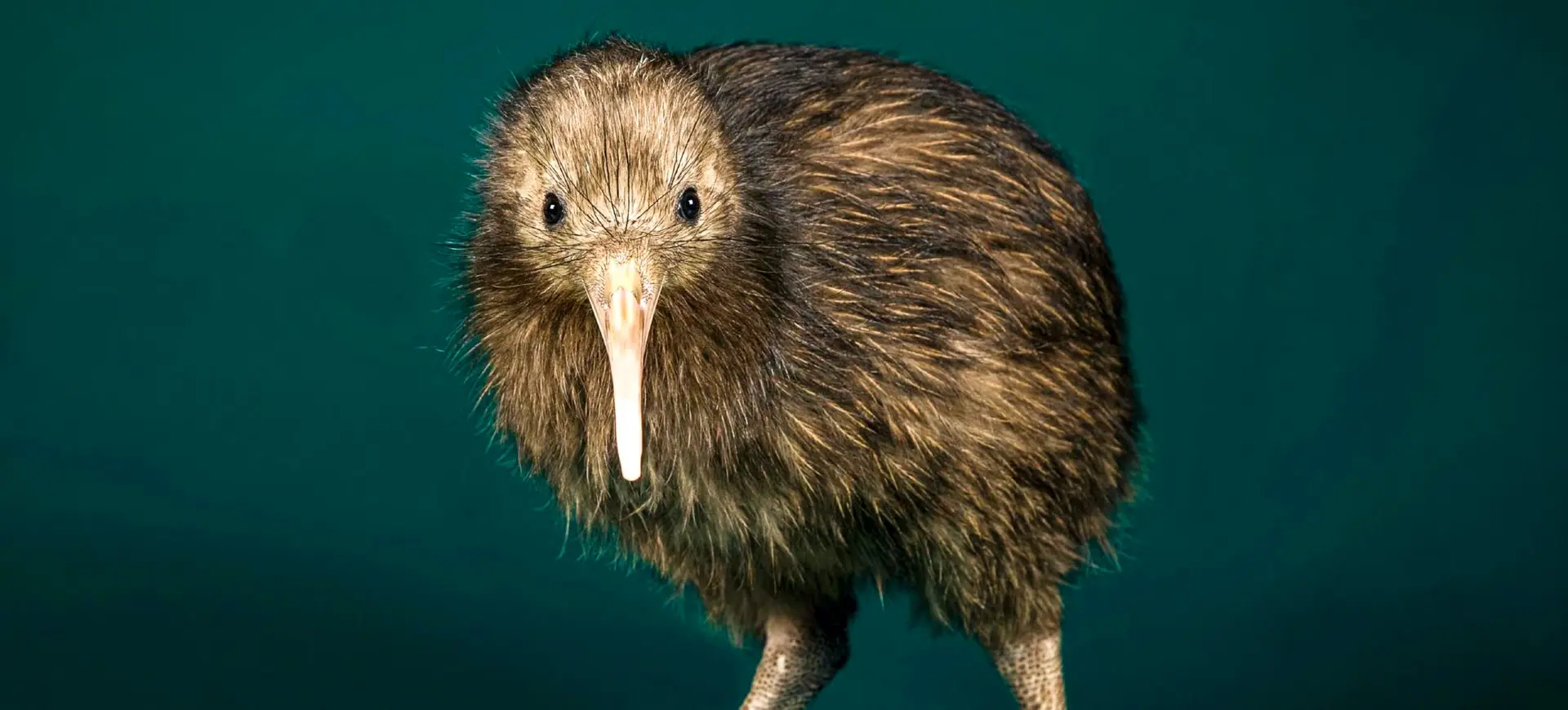 Zoo Animals Archives - Zoo Guide