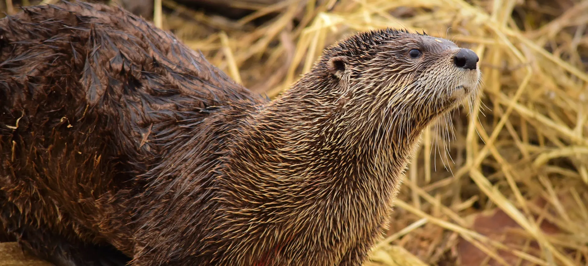Giant Otter Facts, Habitat, Conservation Status, Zoo Populations ...