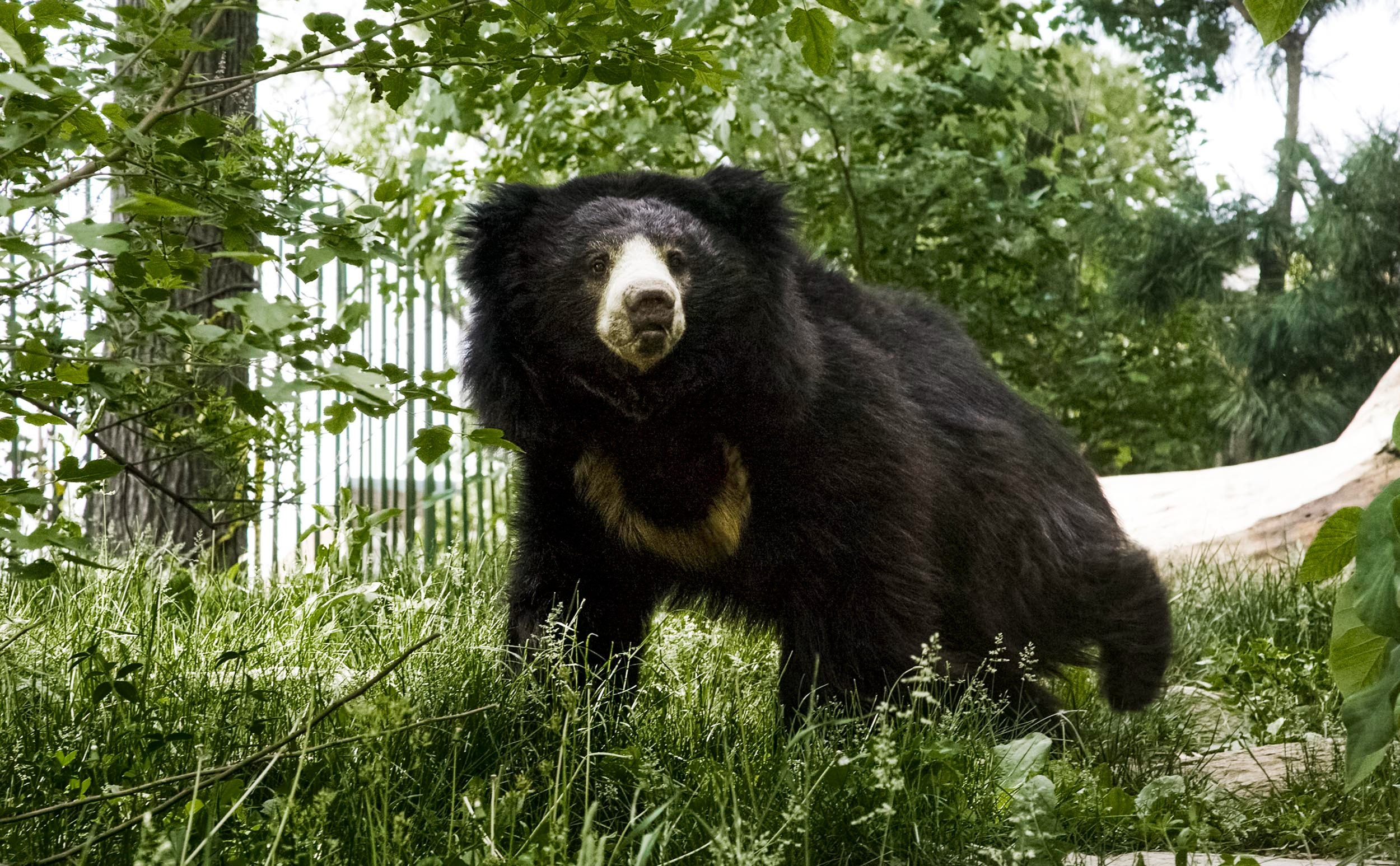 Definitive Guide To Sloth Bear Facts, Habitat, Conservation Status, Zoo Populations, Pictures On ...
