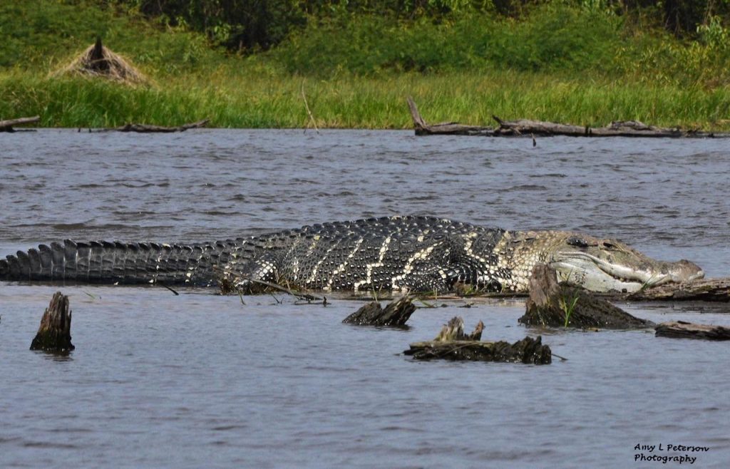 Definitive Guide To Black Caiman Facts, Habitat, Conservation Status ...