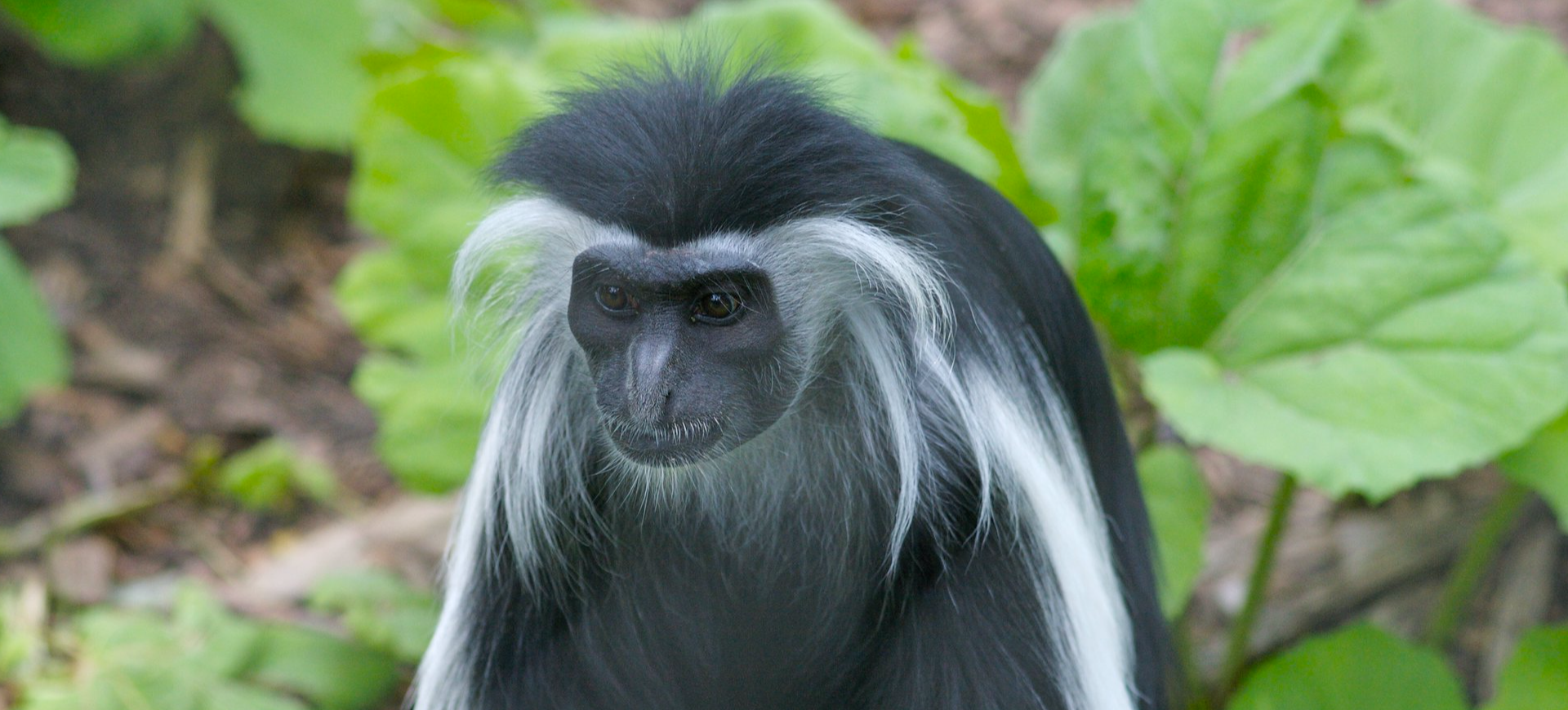 Schmidt's Red-tailed Monkey Facts, Habitat, Conservation Status, Zoo ...