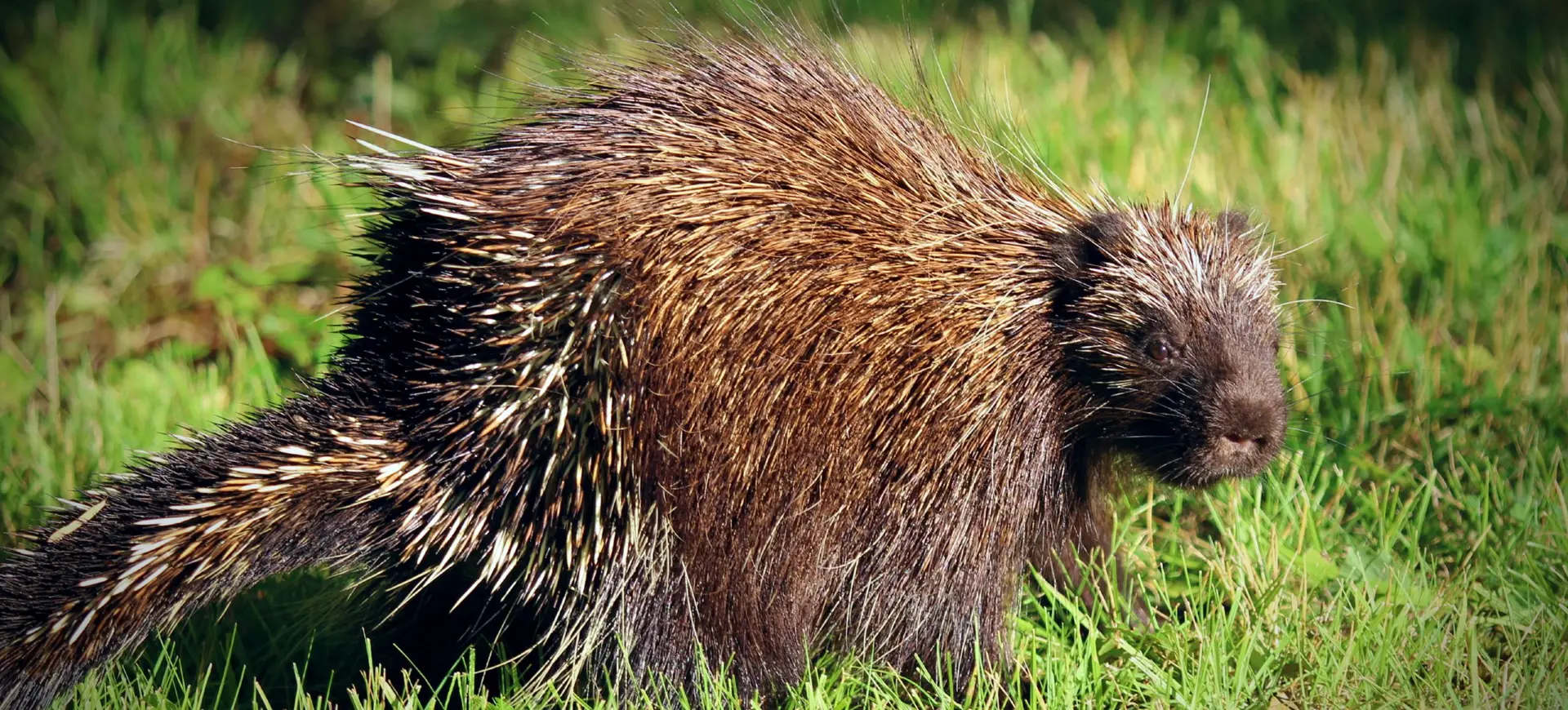 Definitive Guide To Brazilian Porcupine Facts, Habitat, Conservation ...