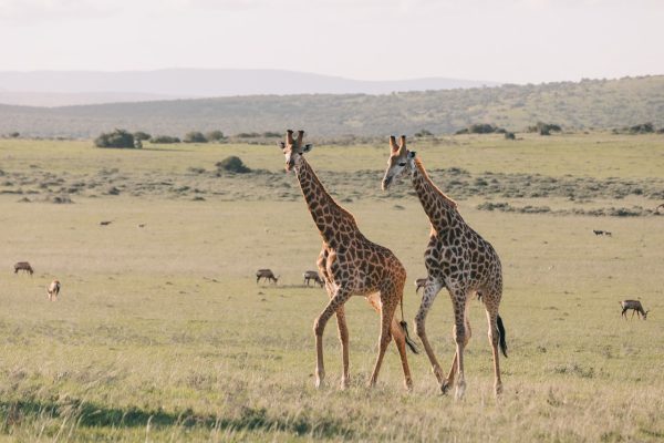 Reticulated Giraffes: Biology, Conservation, And Their Future - Zoo ...