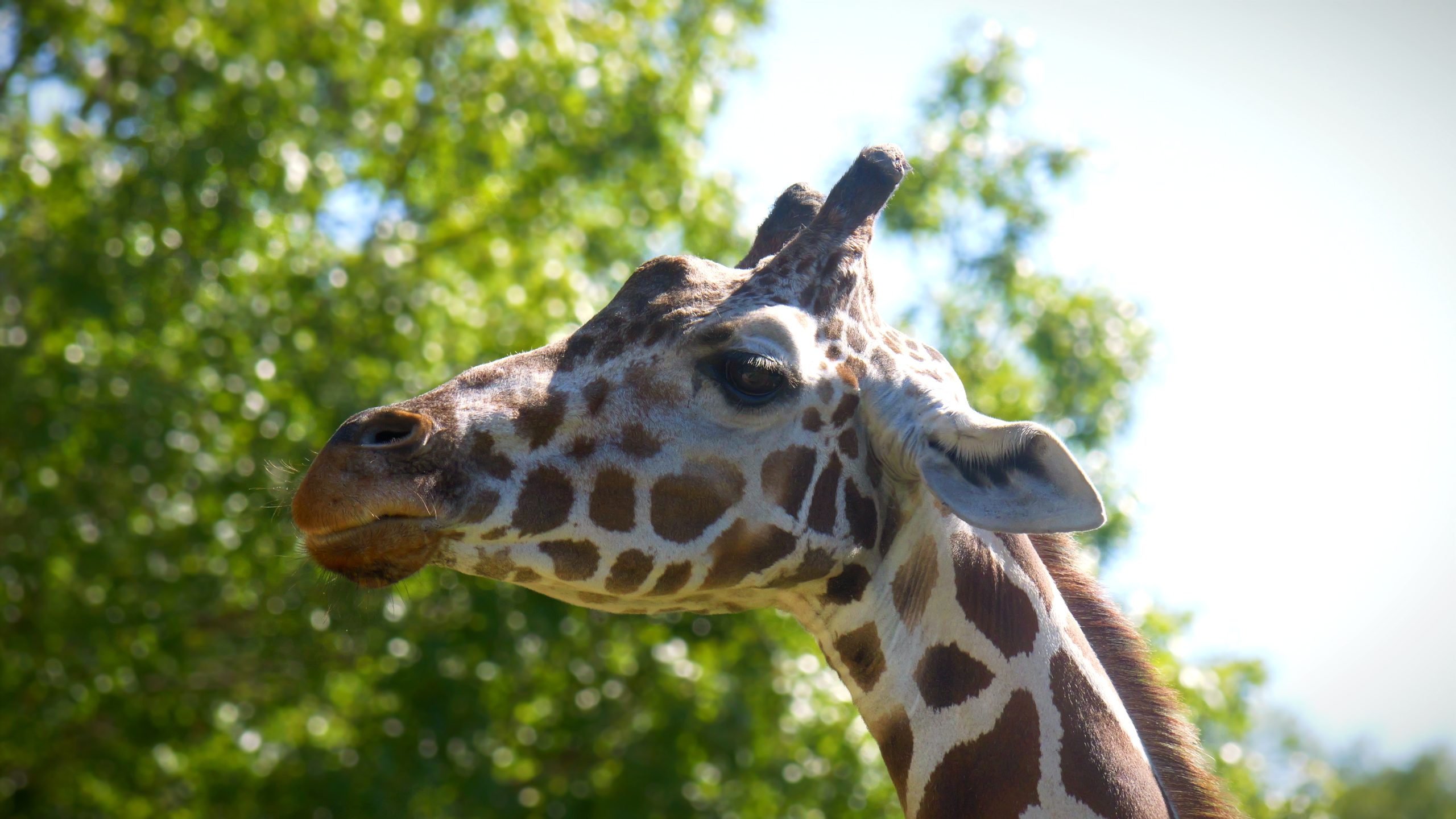 Definitive Guide To Reticulated Giraffe Facts, Habitat, Conservation ... Definitive Guide To Reticulated Giraffe Facts, Habitat, Conservation ...