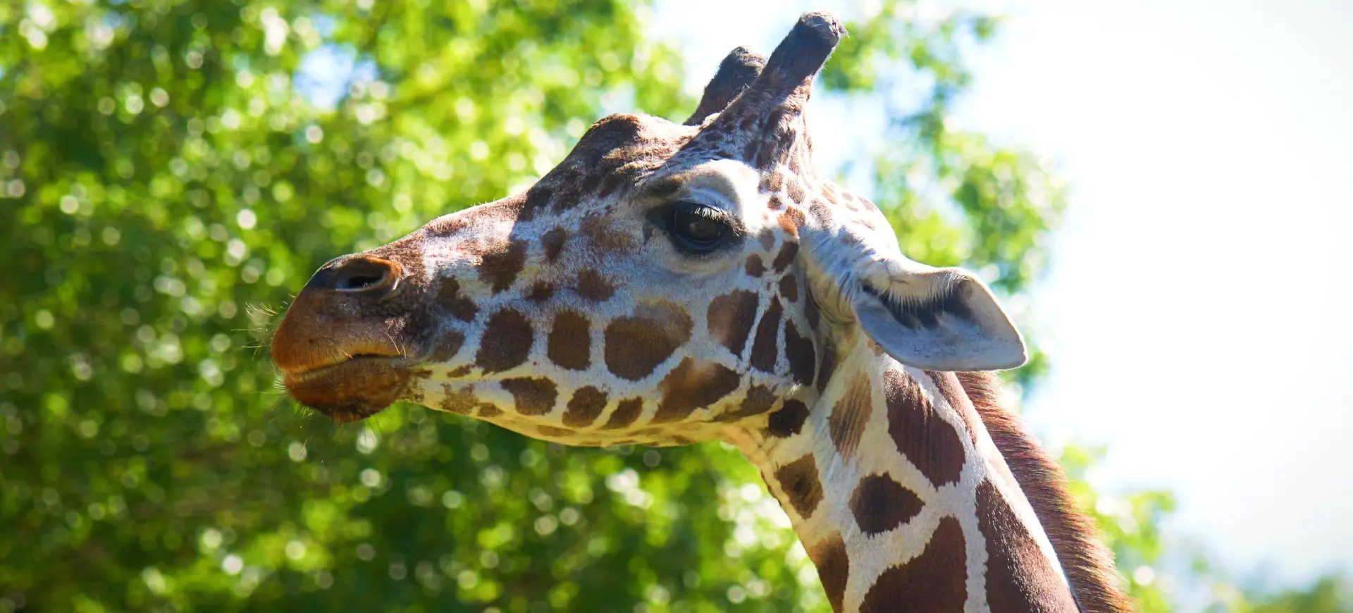 Giraffe Facts, Habitat, Conservation Status, Zoo Populations, Pictures ...