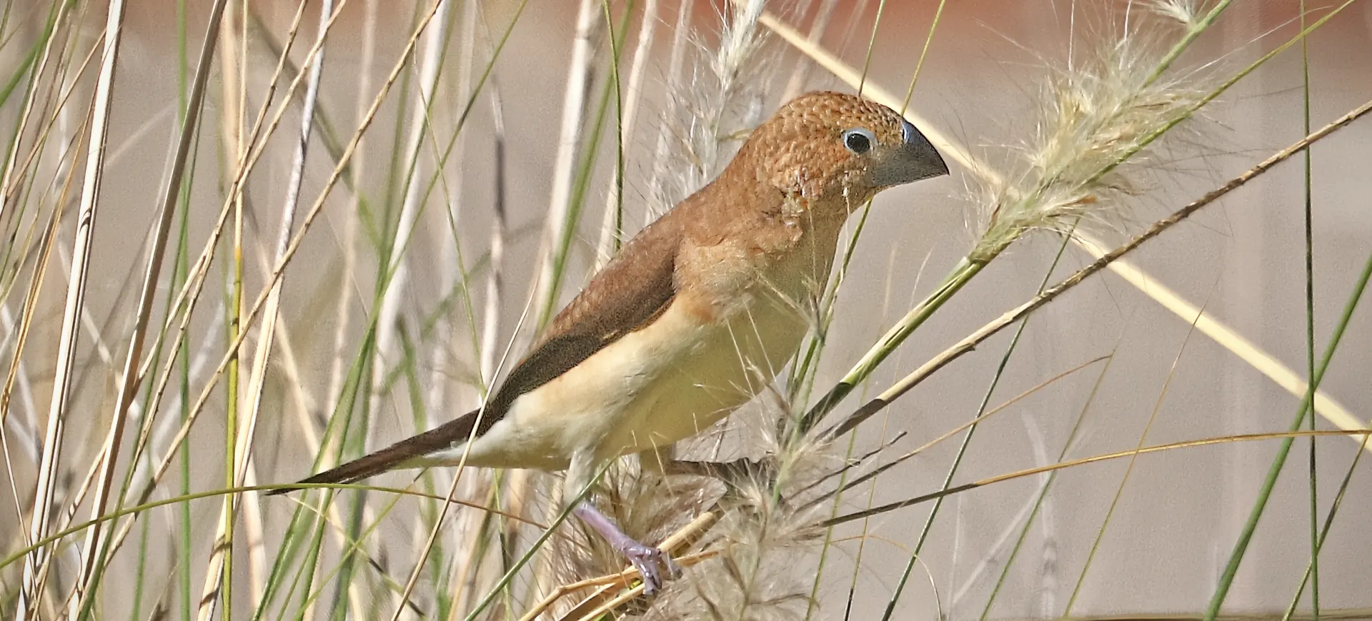 Long-tailed Finch Facts, Habitat, Conservation Status, Zoo Populations ...
