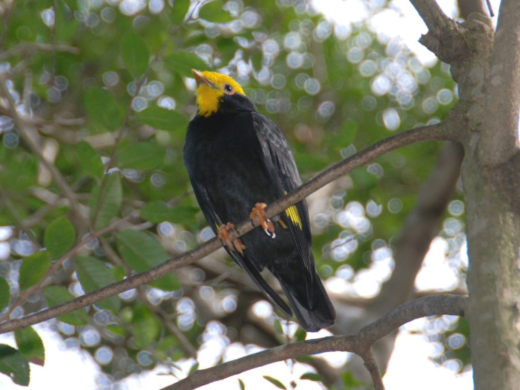 Definitive Guide To Golden-crested Myna Facts, Habitat, Conservation ...