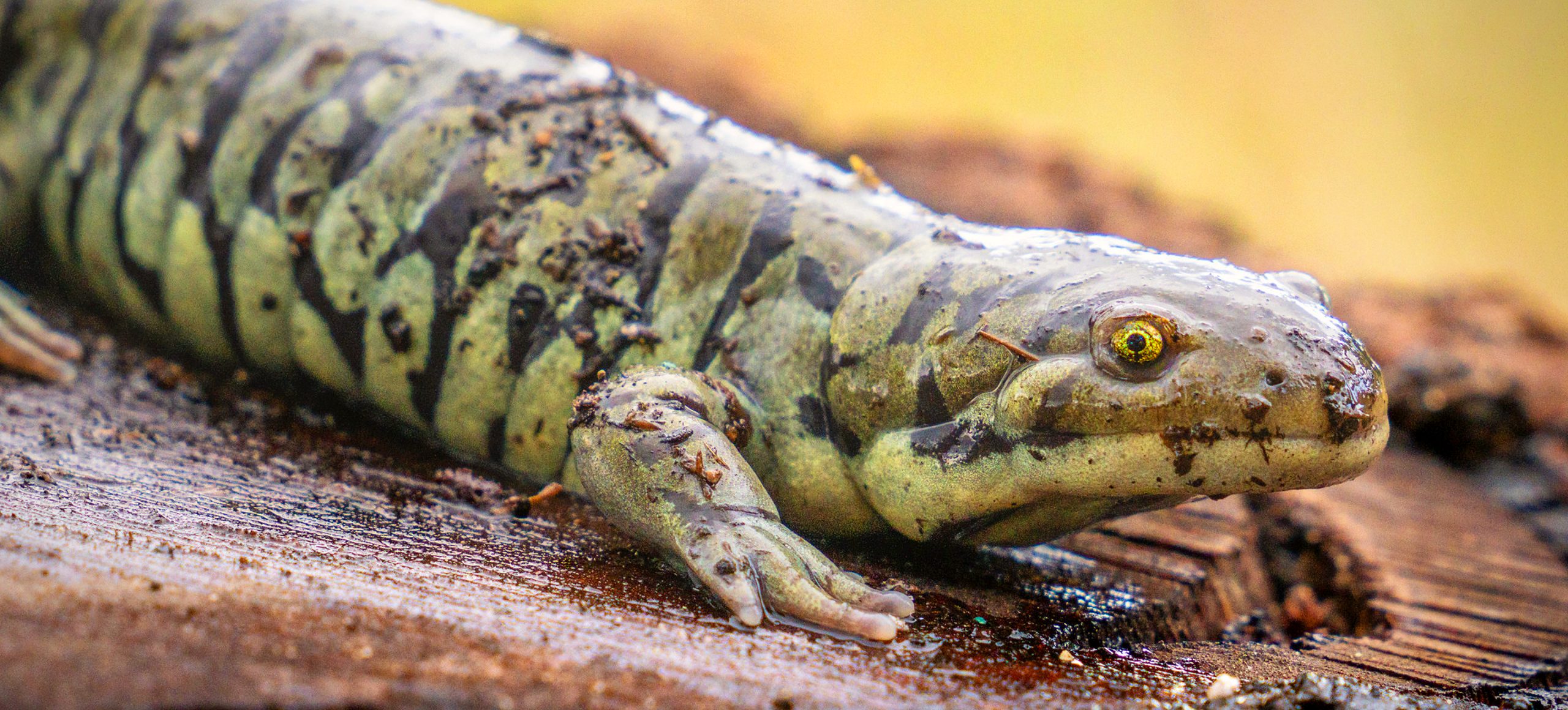 Eastern Tiger Salamander Facts, Habitat, Conservation Status, Zoo ...