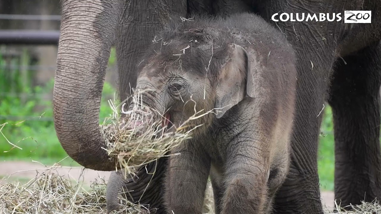 Tiny Pachyderm, Vast Planet - Zoos - USA - Ohio - Columbus Zoo And ...