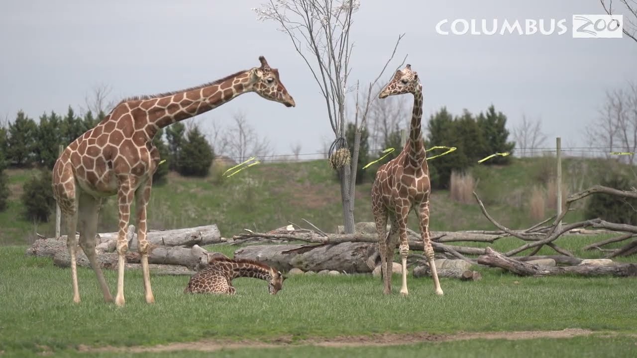 Heart Of Africa Welcomes Visitors - Zoos - USA - Ohio - Columbus Zoo ...