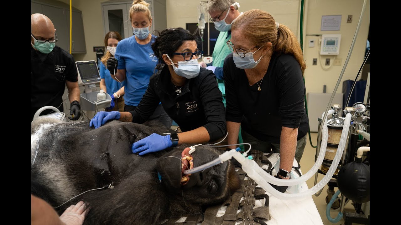 Great Ape Heart Project: Saving Ape Hearts - Zoos - USA - Ohio ...