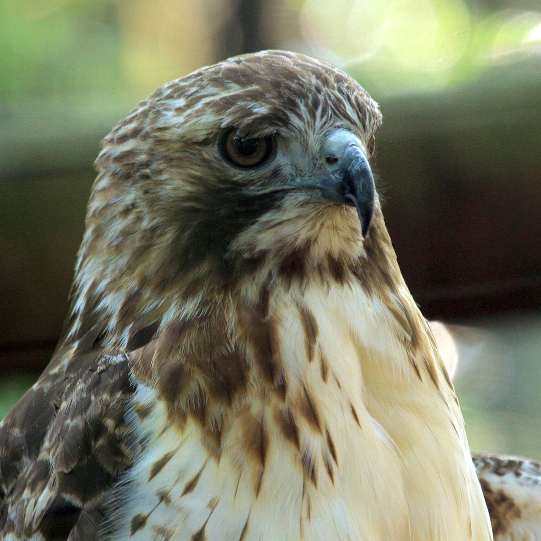 Beautiful Red-Tailed Hawk: Our Newest Resident Dives! - Zoos - USA ...