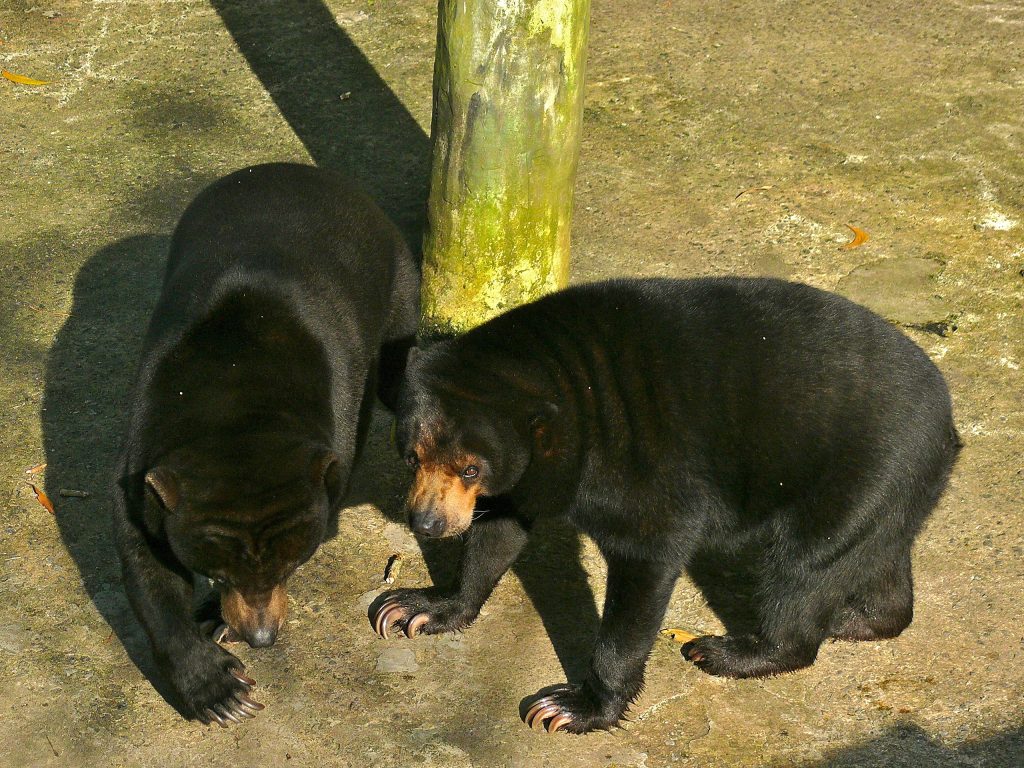Bornean Sun Bear Facts, Habitat, Conservation Status, Zoo Populations ...
