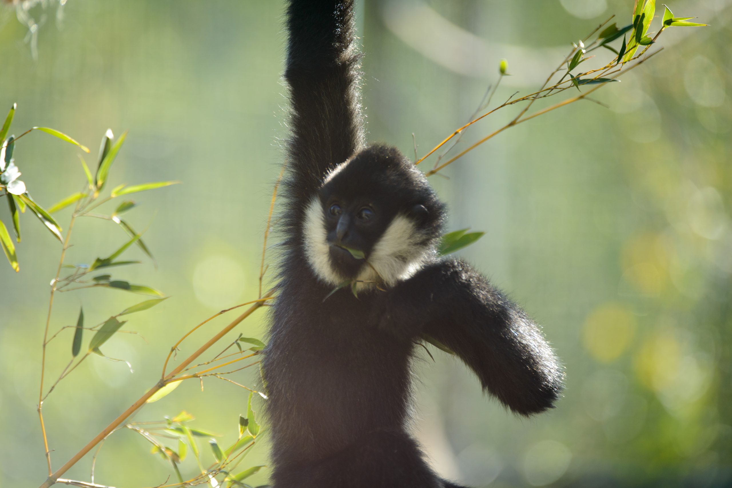 White-cheeked Gibbon Facts, Habitat, Conservation Status, Zoo ...