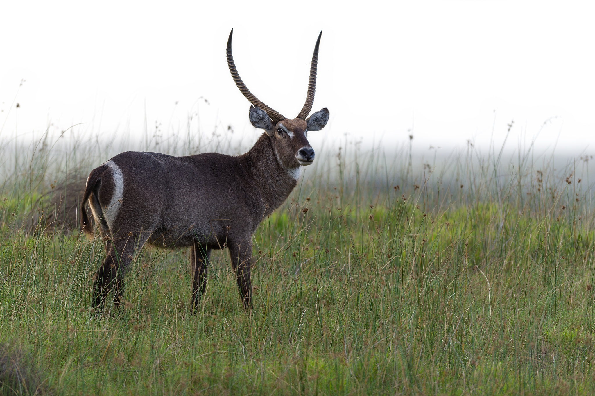 Definitive Guide To Common Waterbuck Facts, Habitat, Conservation ...