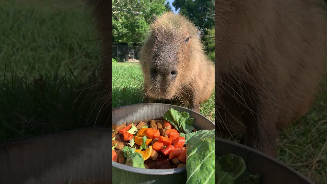 Everyone's Favorite: Brain The Capybara! - Audubon Zoo Zoo Guide