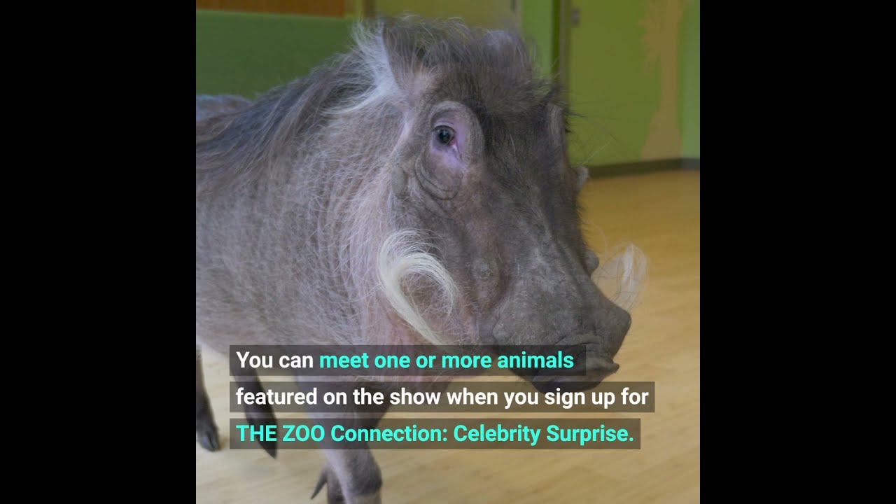 Beyond The Zoo: Warthog At Bronx Zoo - Bronx Zoo Zoo Guide