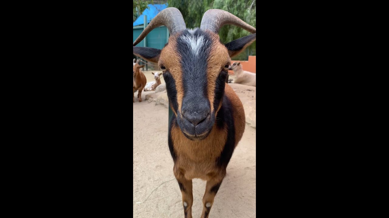 Maa, It's Goats! - Zoos - USA - California - Los Angeles Zoo Zoo Guide