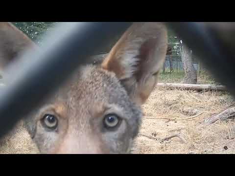 Red Wolf Pupdate - Point Defiance Zoo & Aquarium Zoo Guide