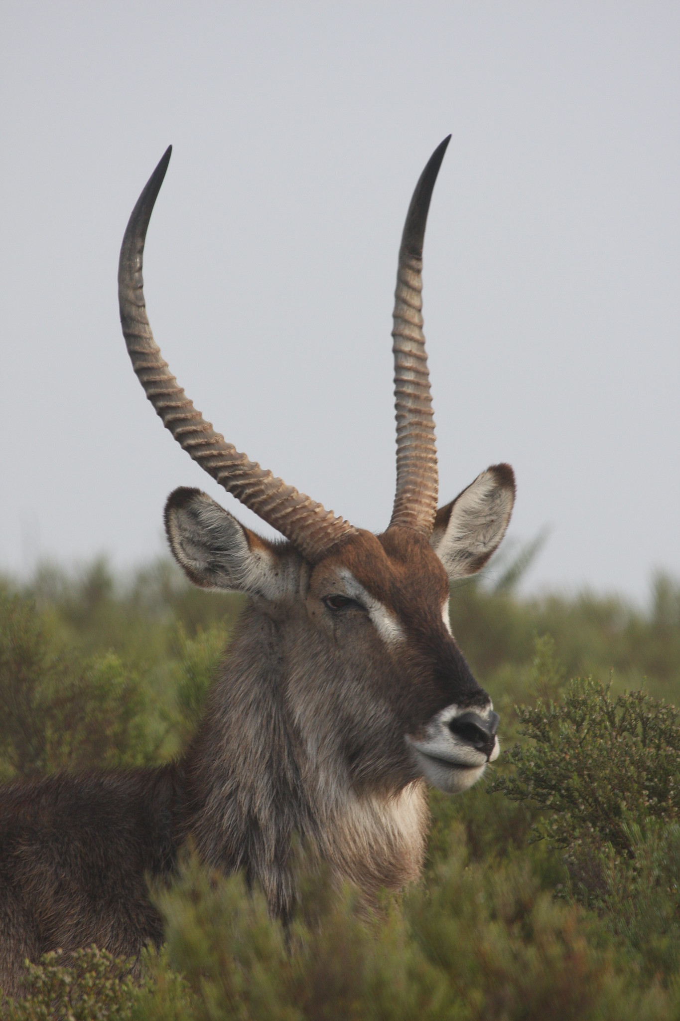 Definitive Guide To Common Waterbuck Facts, Habitat, Conservation ...