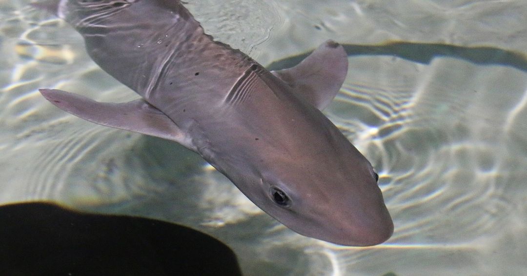 Cue The Jaws Theme: Hundreds Of Miles From The Ocean, But ... - Zoos ...