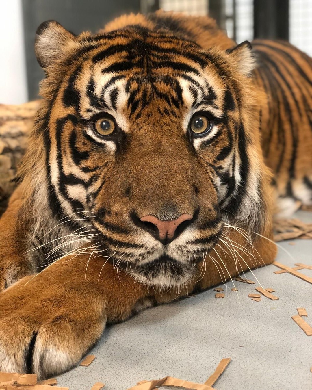 Tiger Weekend: Conservation-packed Days Of Tigers - Landrys Houston ...