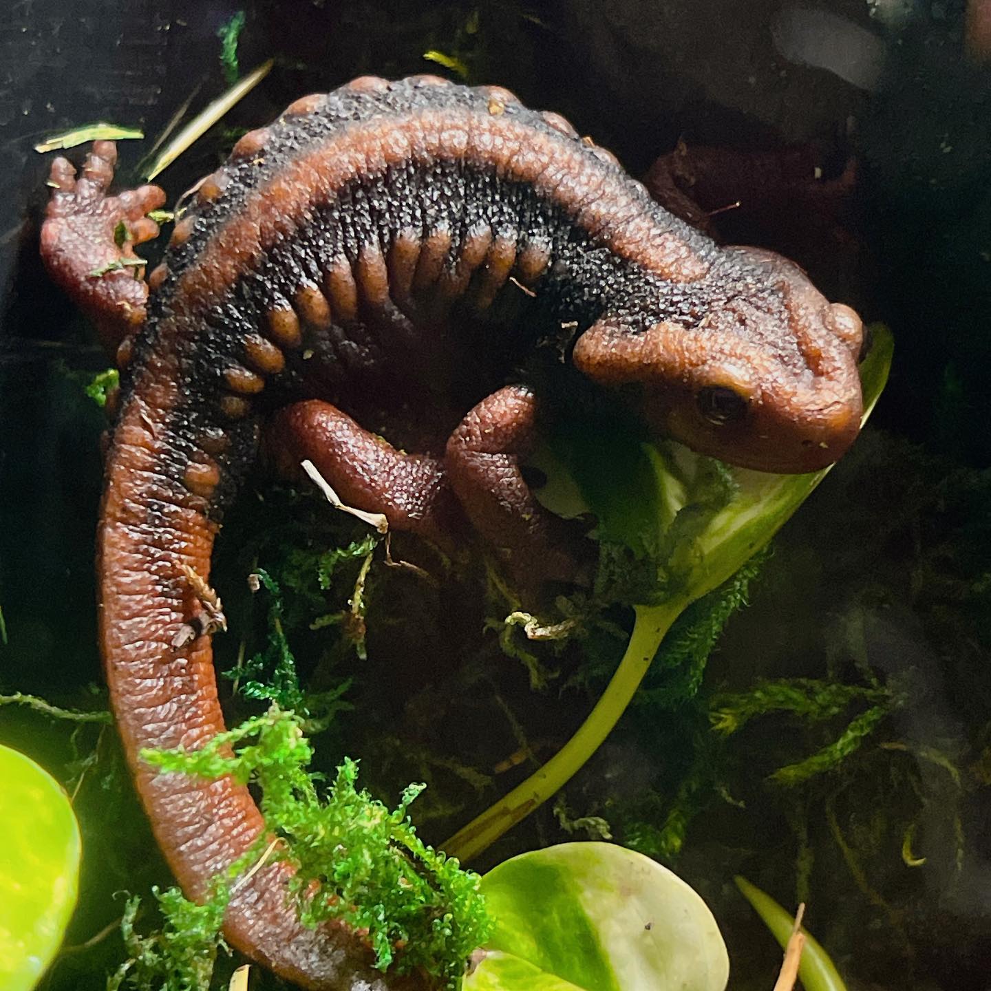 Wait, That Movie Isn't Called "The Emperor Newt's Groove"? - Lincoln ...