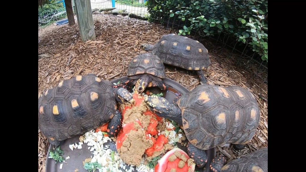 Rules For Interacting With Red-Footed Tortoises - Marineland Zoo Guide
