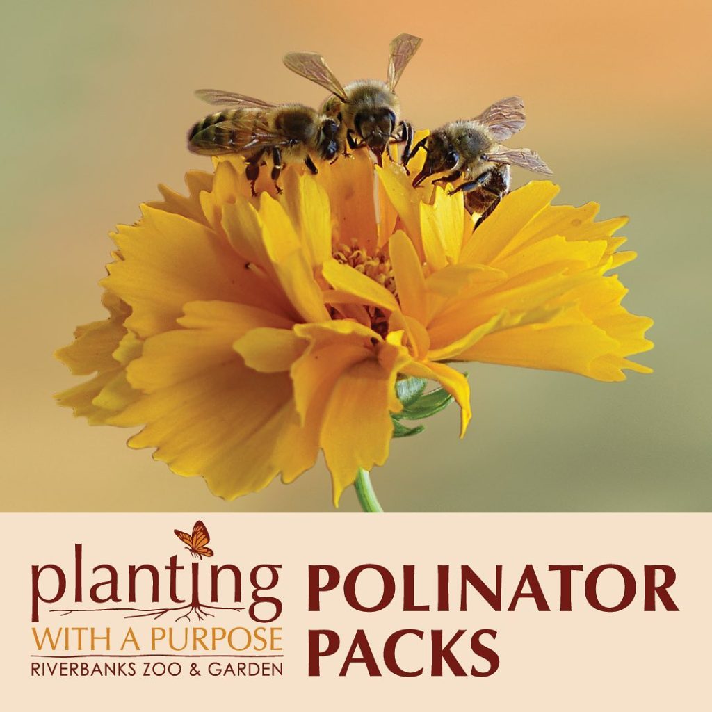 Pollinator Plant Packs On Sale Now! - Riverbanks Zoo & Garden Zoo Guide