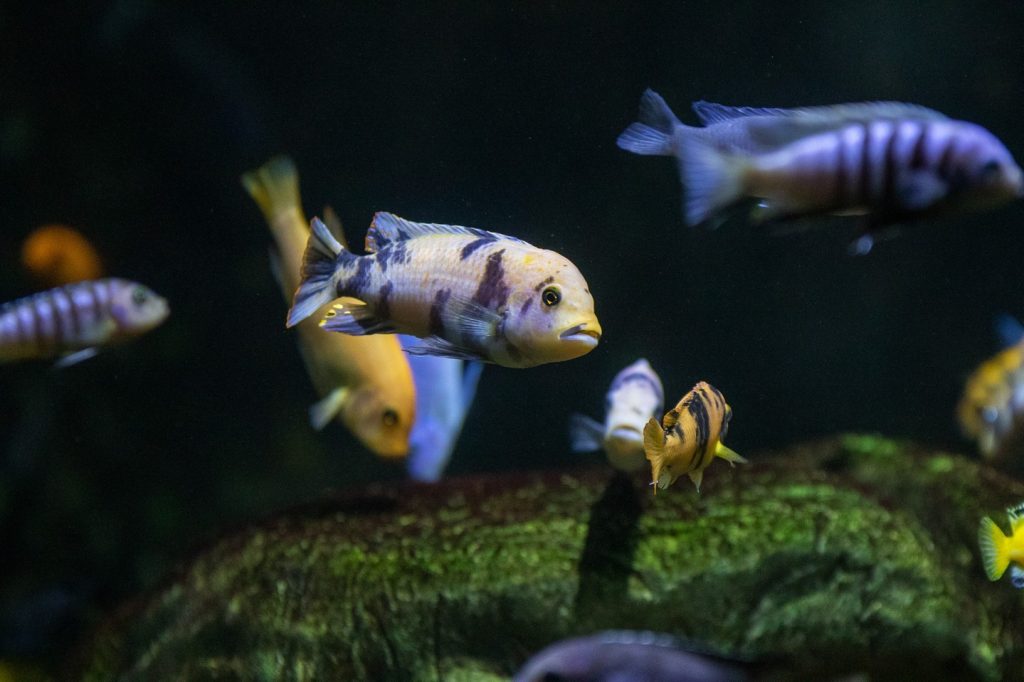 Intriguing Cichlid Exhibit: Unveiling Their Special Traits - Aquarium ... Intriguing Cichlid Exhibit: Unveiling Their Special Traits - Aquarium ...