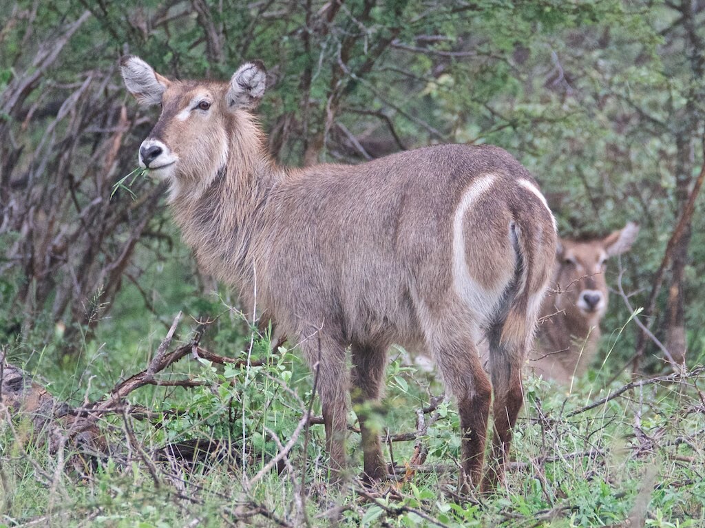 Definitive Guide To Common Waterbuck Facts, Habitat, Conservation ...