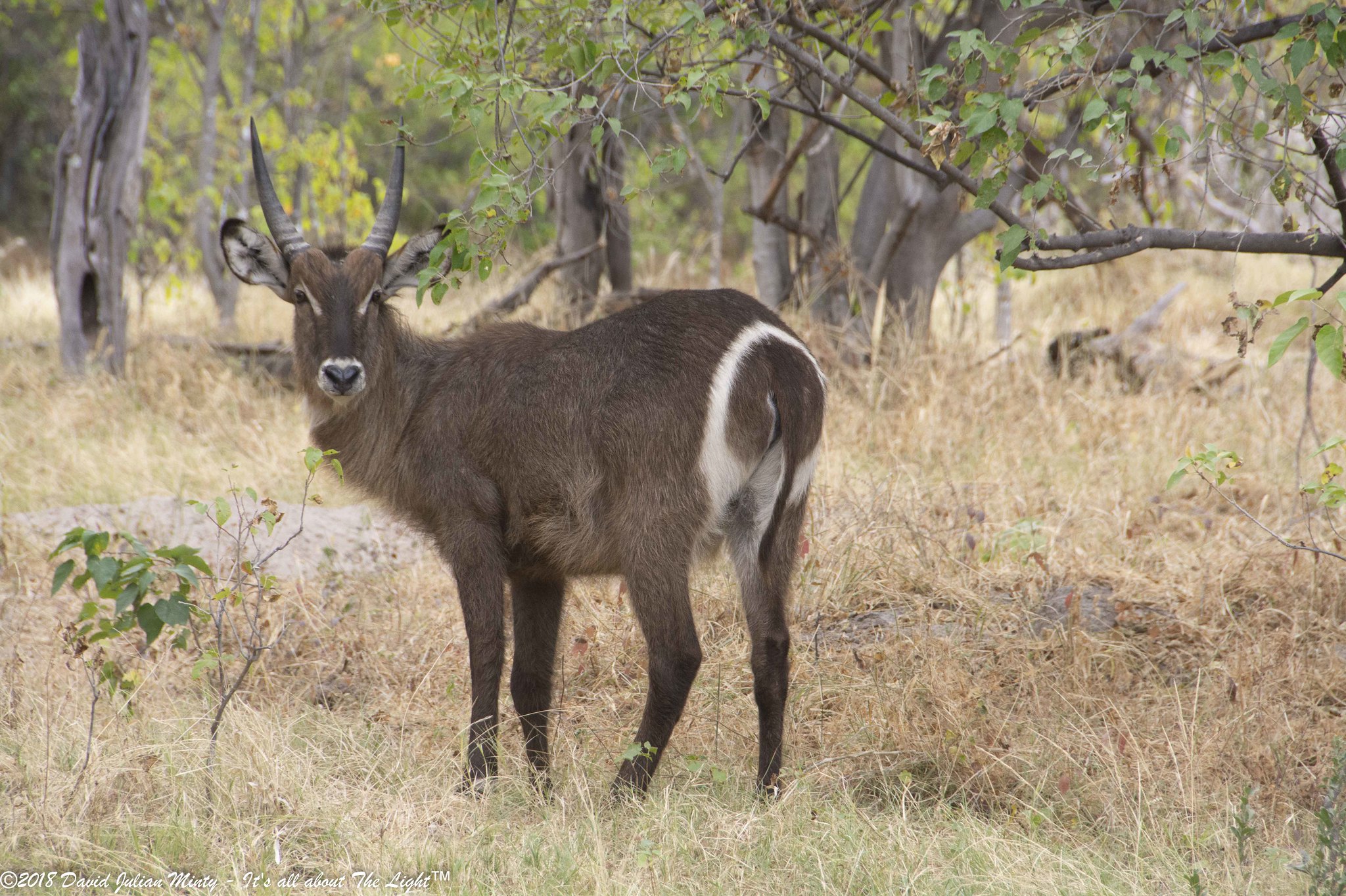 Definitive Guide To Common Waterbuck Facts, Habitat, Conservation ...