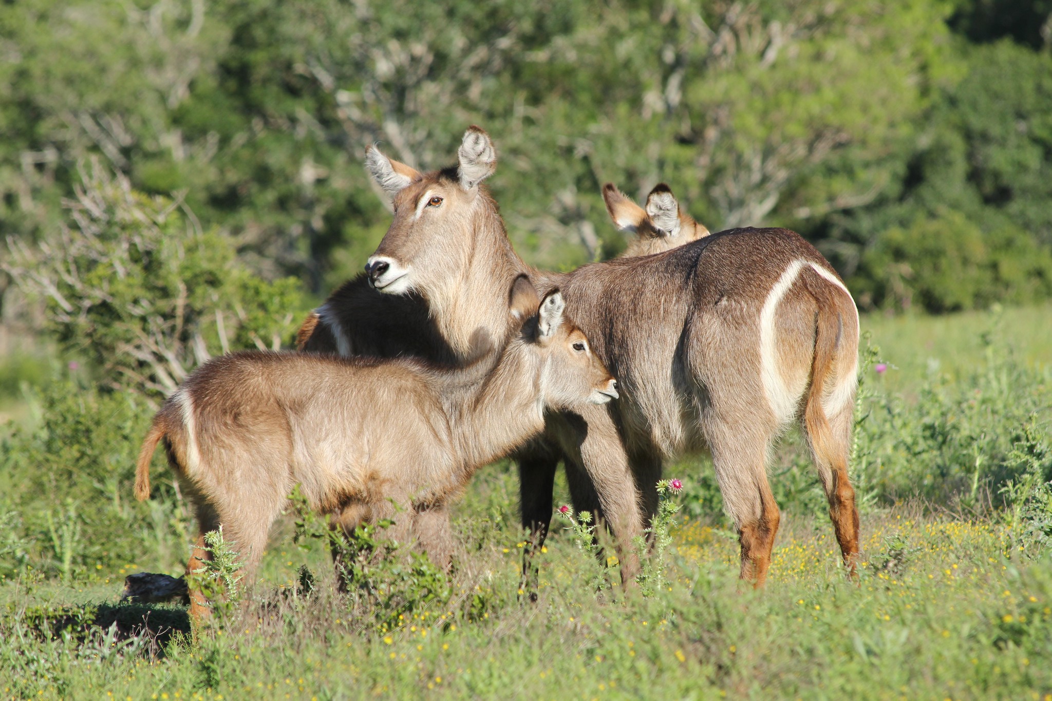 Definitive Guide To Common Waterbuck Facts, Habitat, Conservation ...