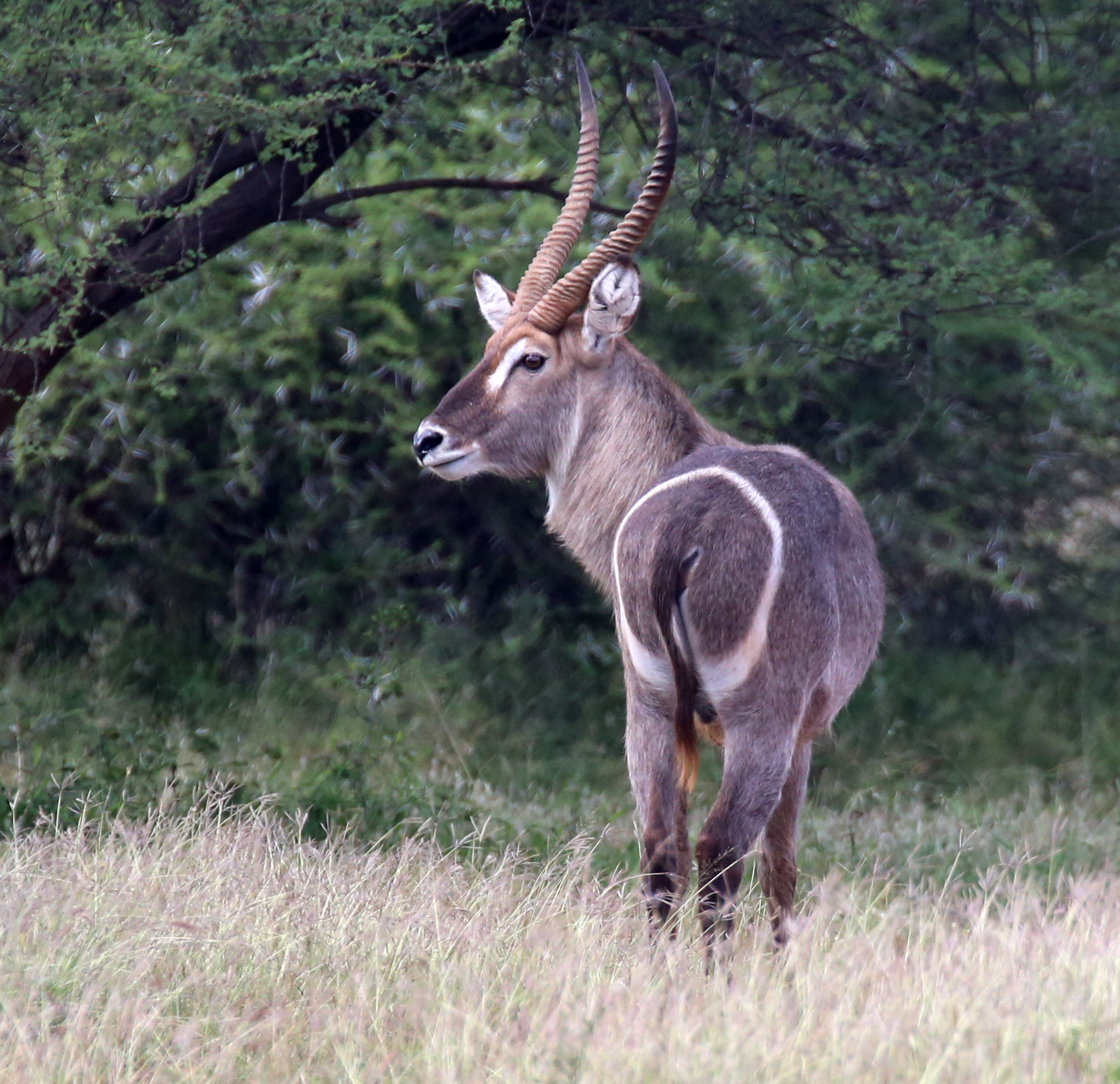 Definitive Guide To Common Waterbuck Facts, Habitat, Conservation ...