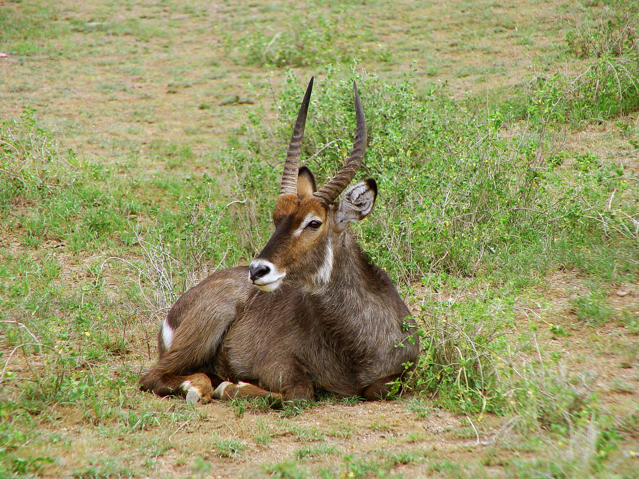 Definitive Guide To Common Waterbuck Facts, Habitat, Conservation ...