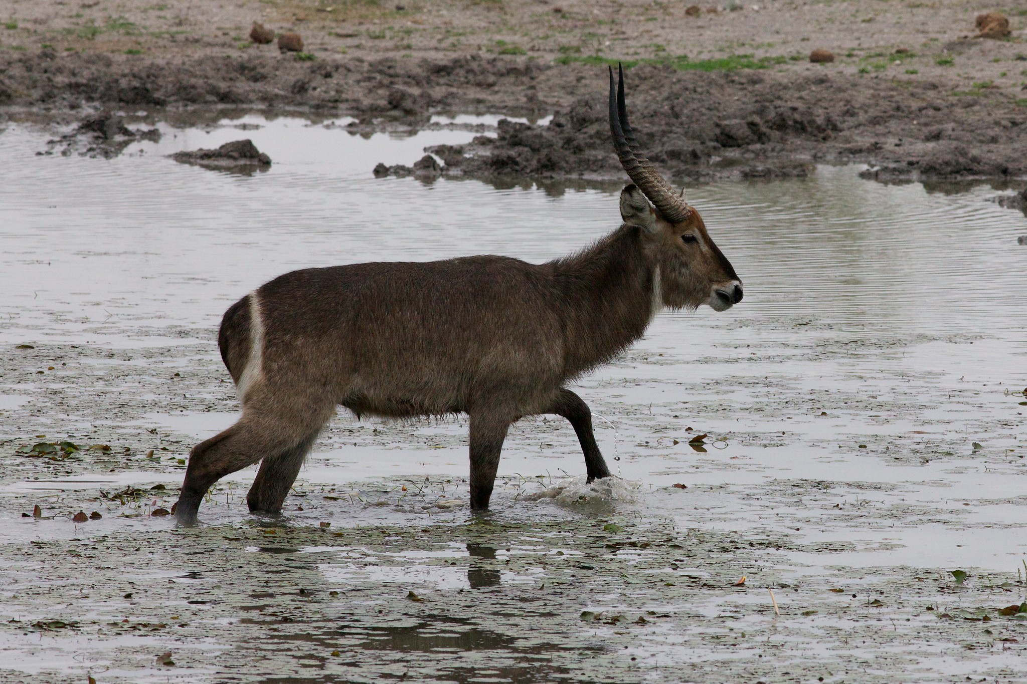 Definitive Guide To Common Waterbuck Facts, Habitat, Conservation ...