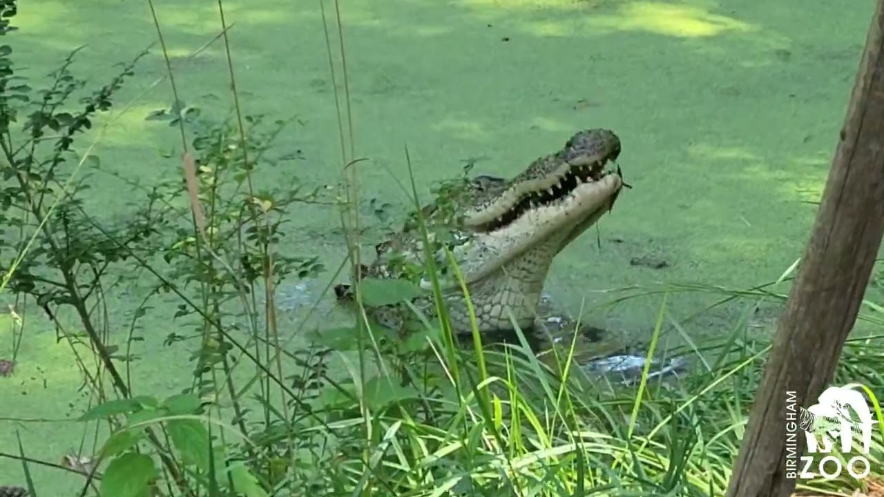 Meet Our Alligators! - Zoo Guide