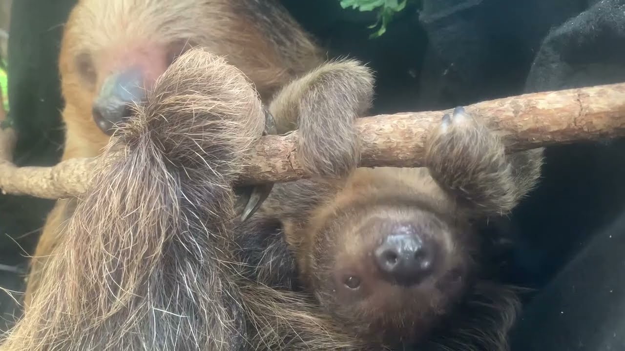Baby Two-Toed Sloth - Roger Williams Park Zoo Zoo Guide